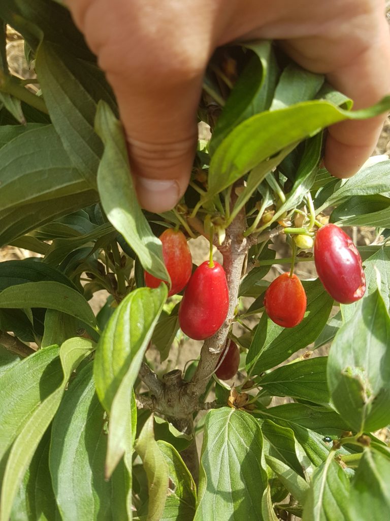 Sadnice voća DREN - SADNICE VOĆA - PORODIČNI RASADNIK ANTIĆ