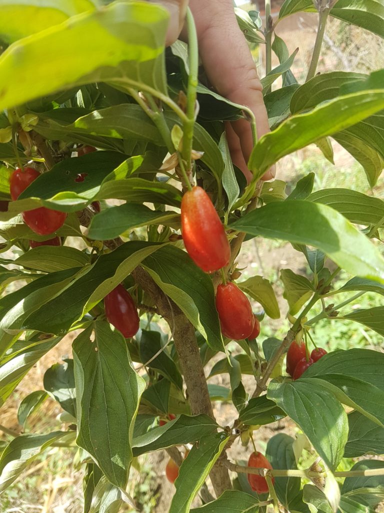 Sadnice voća DREN - SADNICE VOĆA - PORODIČNI RASADNIK ANTIĆ