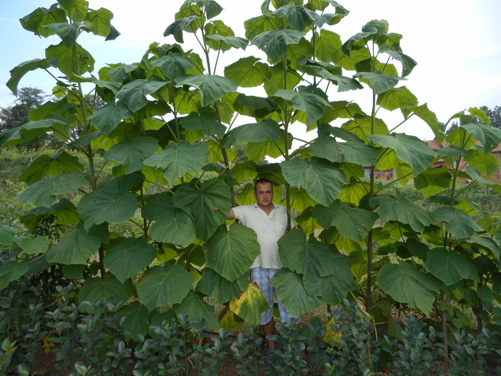Paulovnija, sadnice čepovane - SADNICE VOĆA - PORODIČNI RASADNIK ANTIĆ